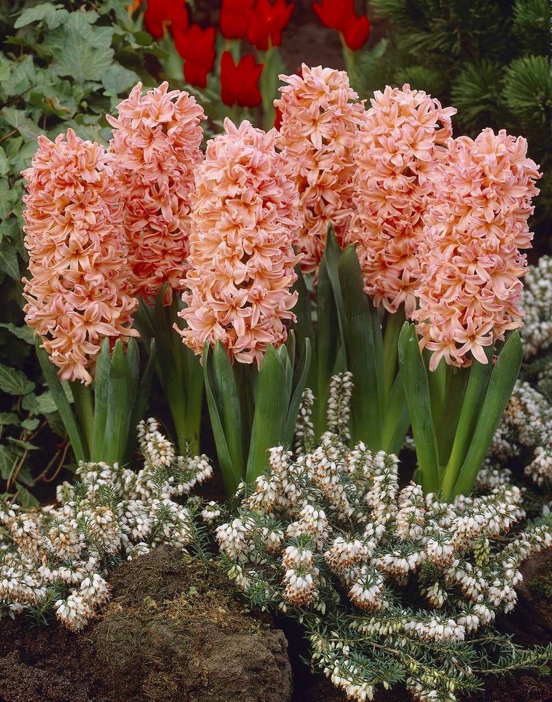 Gipsy Queen Hyacinths - Pack of FIVE Bulbs