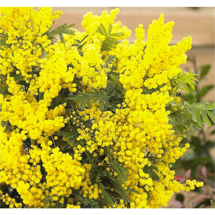 Acacia dealbata - Mimosa Tree Patio Standard