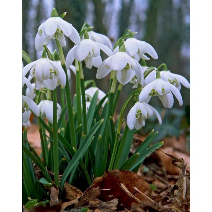 Rare Double Flowered Snowdrops - Galanthus nivalis Flore Pleno (var ...