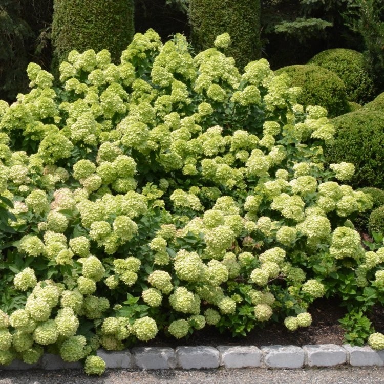 Hydrangea paniculata Little Lime