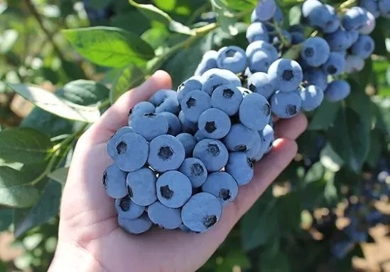 GIANT Blueberry - MEGASBLUE - Vaccinium corybosum