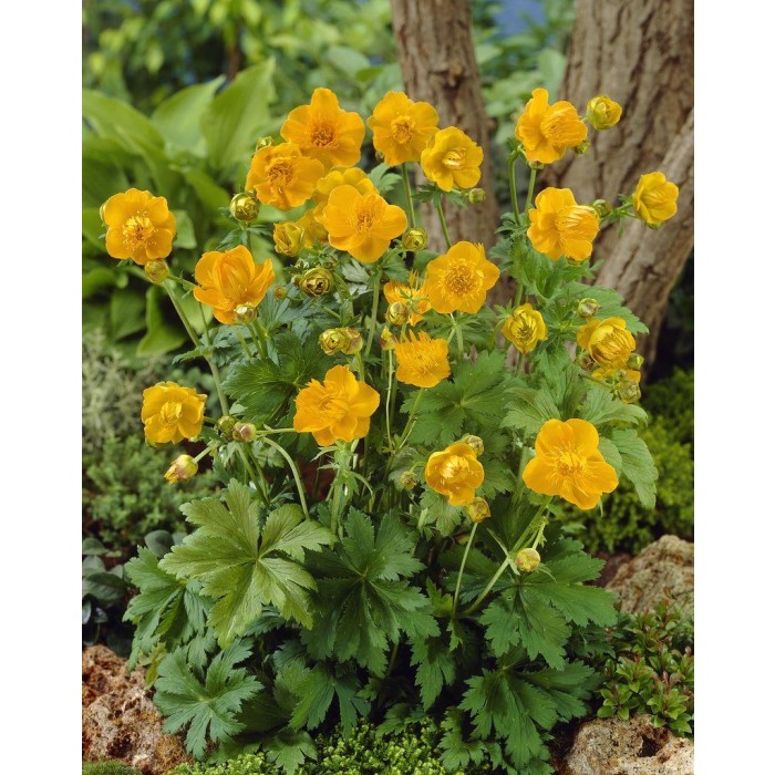 Trollius Golden Queen
