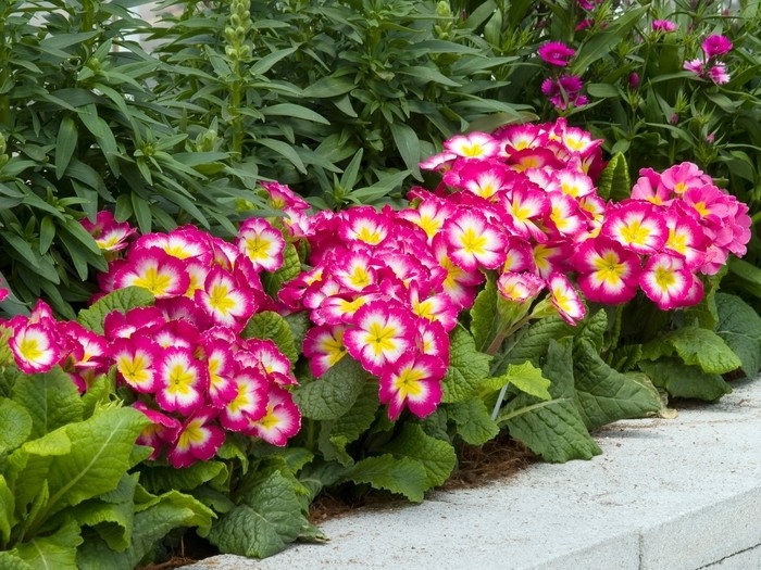 Polyanthus Rose Pink Bicolour - Pack of Six Plants