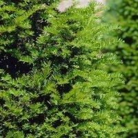 English Yew Topiary Pyramid - Taxus baccata - Extra Large Specimen ...