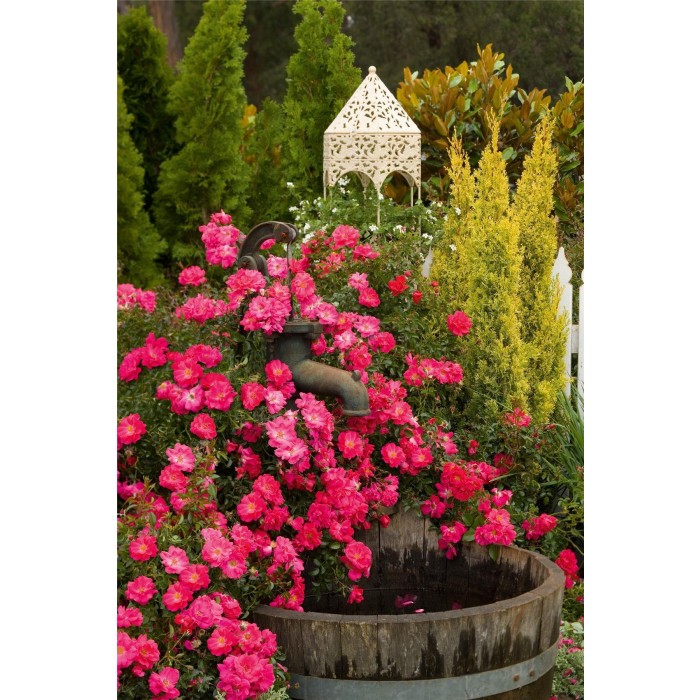 Rose Flower Carpet Pink