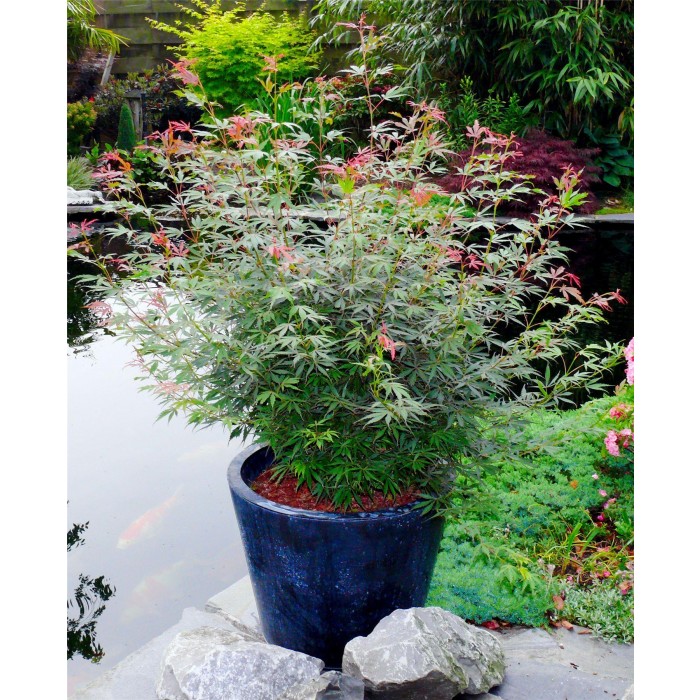 Acer Jerre Schwartz - Japanese Maple