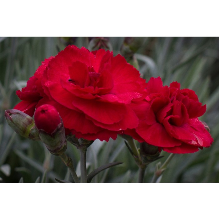 Dianthus Rebekah - Sumptuous Crimson Cherry Red Flowers - In Bud & Bloom