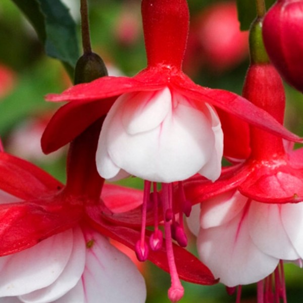 Fuchsia shrubs for sale UK | Fuchsia plants UK delivery