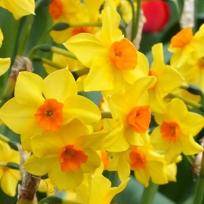 Daffodil Narcissus Falconet