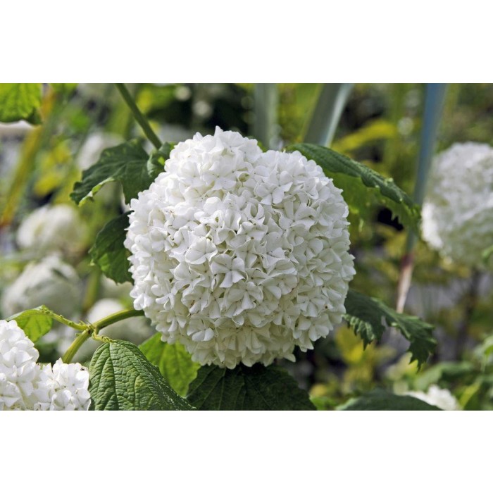 Viburnum opulus roseum - Snowball Tree - Large Specimen