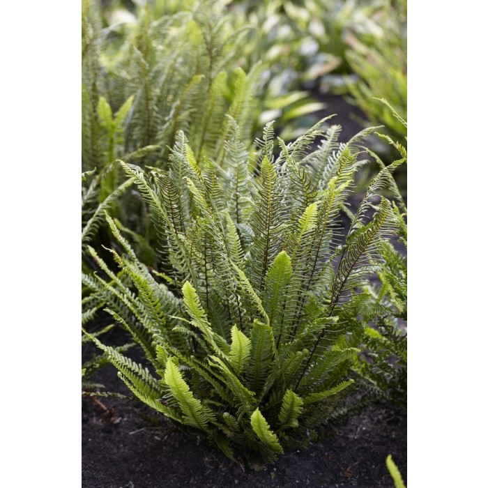 Blechnum spicant - Hard Fern