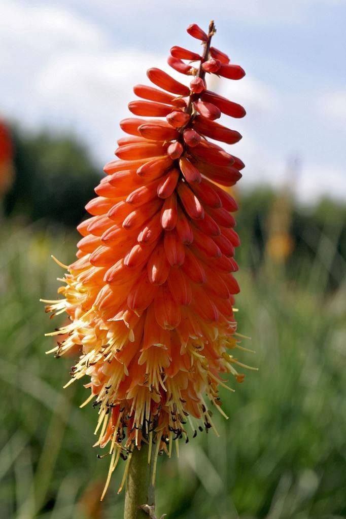 Kniphofia - Red Hot Poker - Pack of 5 Bare Root