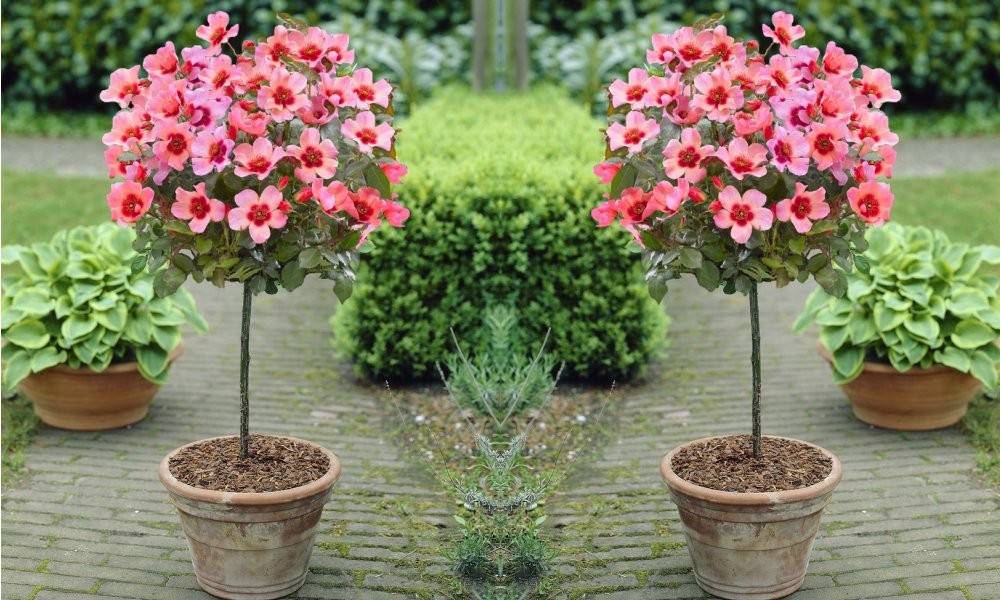 Pair of Standard Rose Trees - Babylon Eyes CORAL Flame