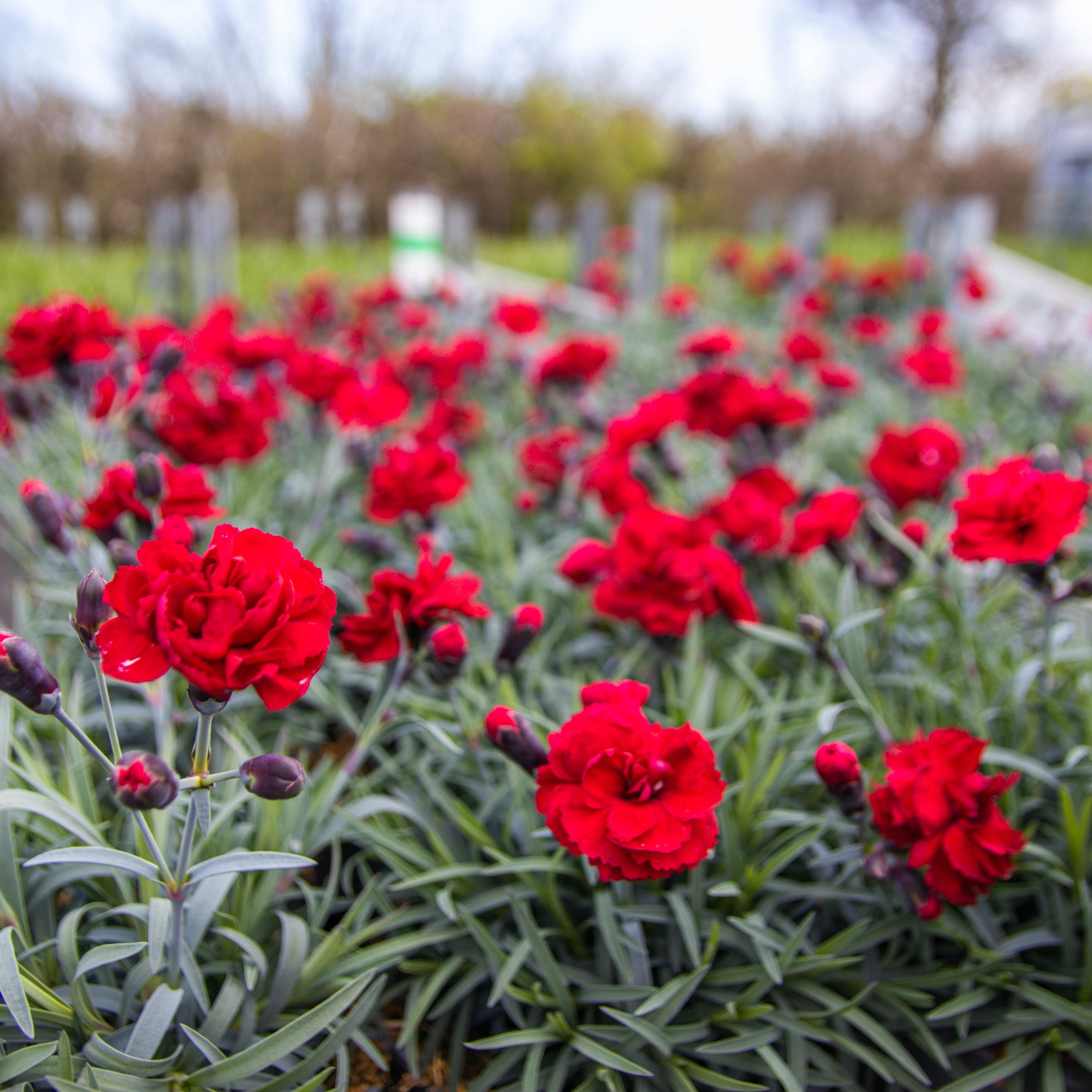 Dianthus Rebekah - Sumptuous Crimson Cherry Red Flowers - In Bud & Bloom