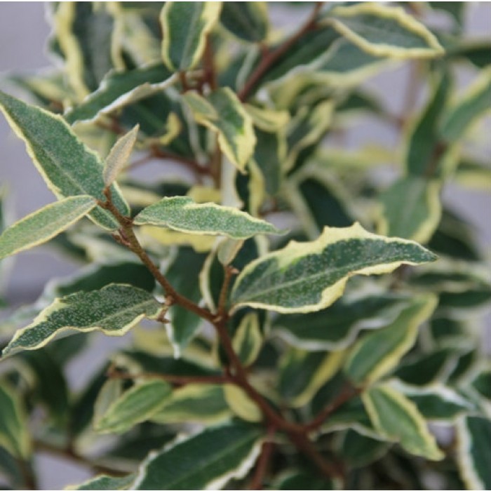 Elaeagnus pungens 'Hosuba-fukurin'