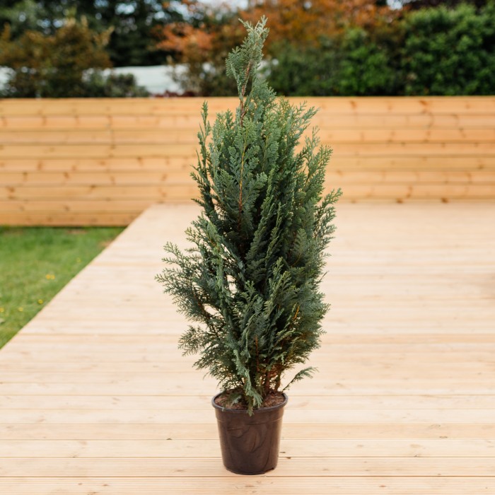 Chamaecyparis lawsonia 'Columnaris' Glauca - 80-100cm Steel Blue Specimen or Hedging Conifers