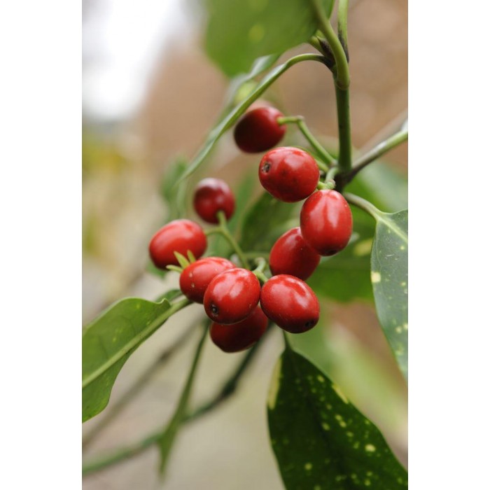 Evergreen Japanese Spotted Laurel - Aucuba japonica Variegata