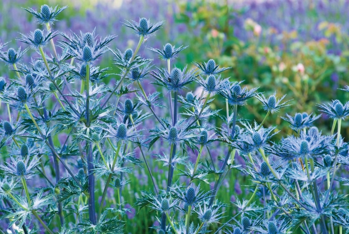 Eryngium zabelii 'Big Blue' - Sea Holly