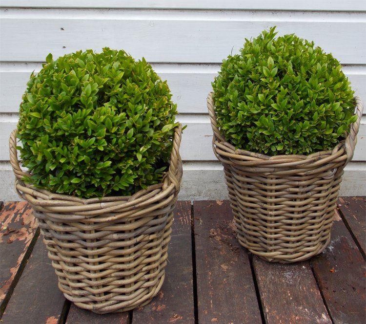 Pair of Topiary Box Balls with Stylish Cane Baskets - Perfect for Patios
