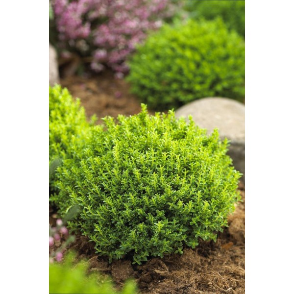Hebe plants for sale | Buy Hebe shrubs UK delivery