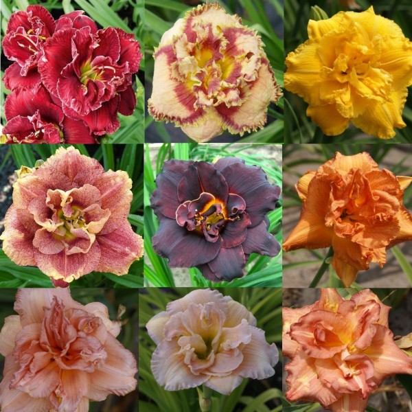 Hemerocallis Plants UK | Daylily plants for sale