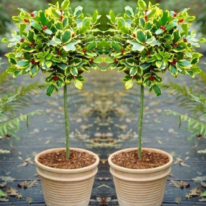 Pair of Gorgeous Golden King Variegated Holly Tree Standards - Perfect ...
