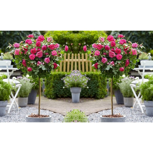 Rose Trees - Patio Standard Rose Trees - Gardening Express