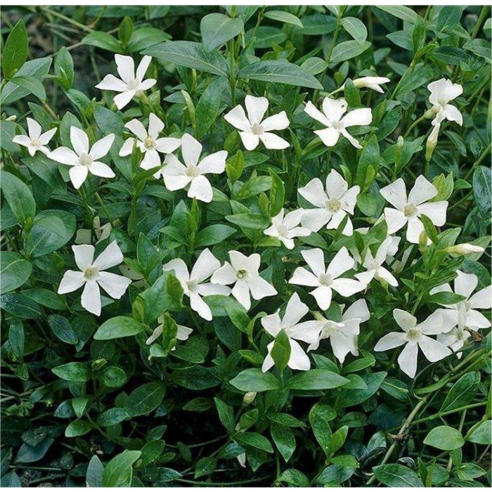 Vinca minor alba - WHITE Lesser Periwinkle Plant