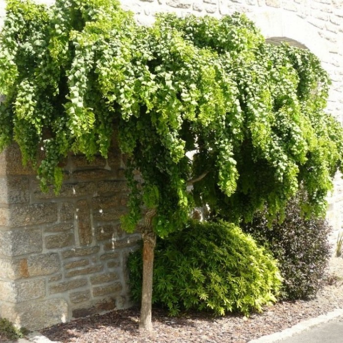 Robinia pseudoacacia umbraculifera - Twisty Baby - False Acacia - Lace ...