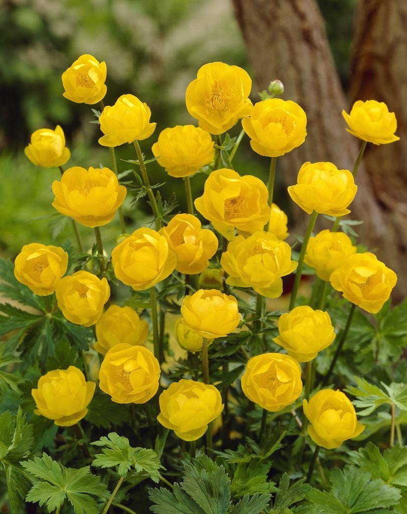 Trollius x Cultorum 'Lemon Queen'