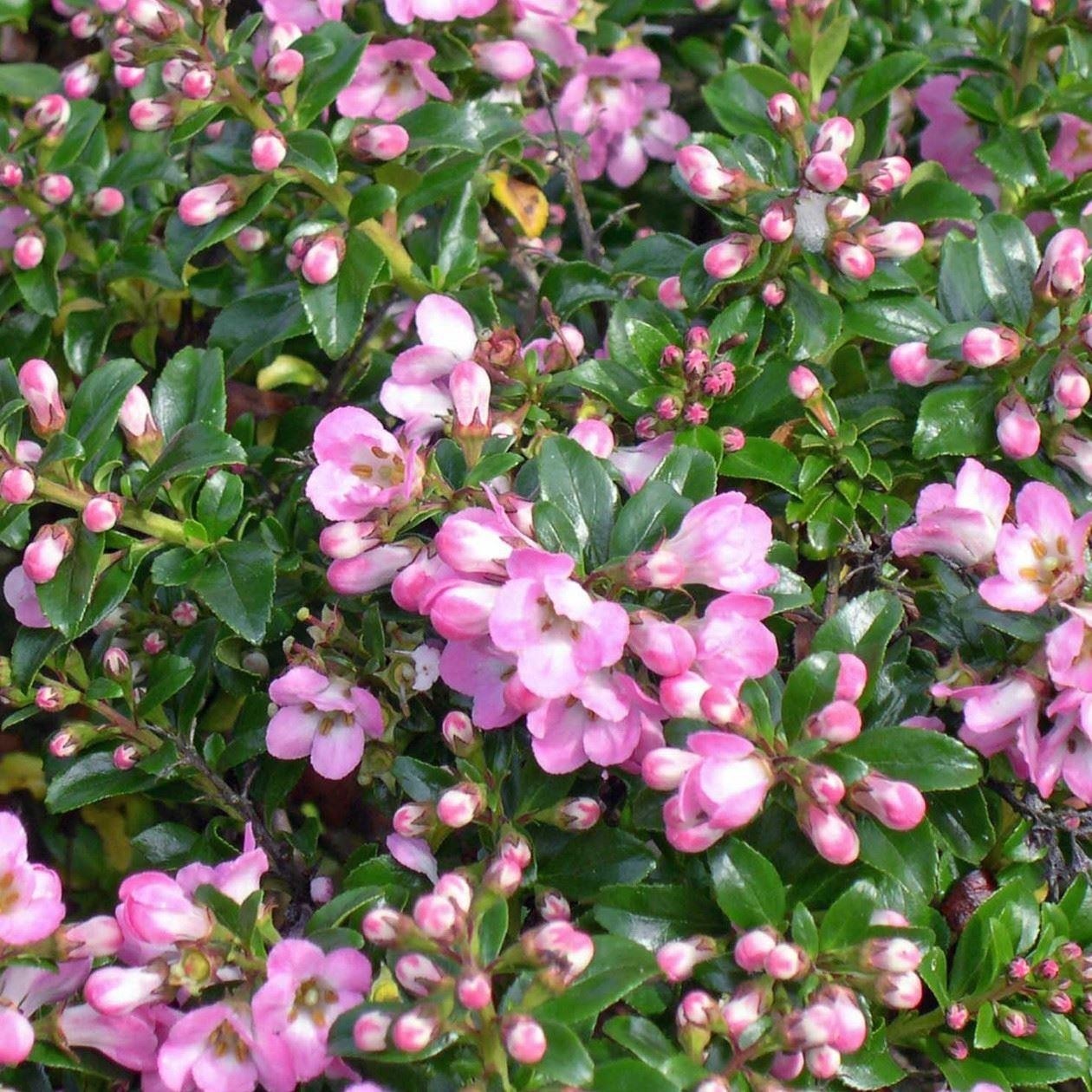 Bargain Hardy Flowering Shrub Collection - Selection of FIVE Garden Shrubs