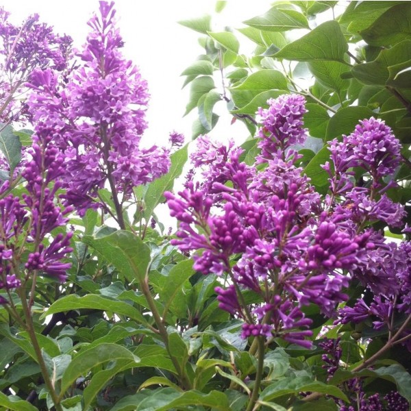 Lilac trees | Syringa | Buy Lilac shrubs online UK