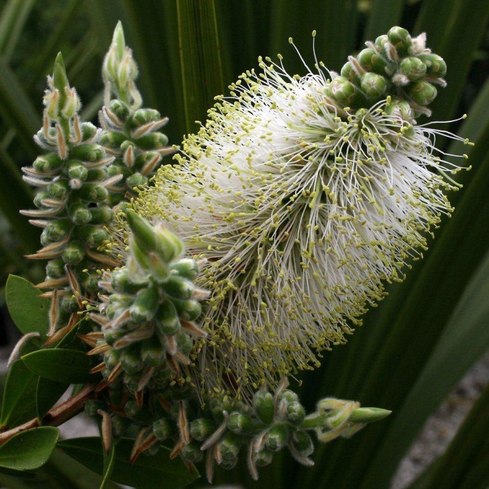 Callistemon White Anzac - Rare White Snow Flowering Australian ...