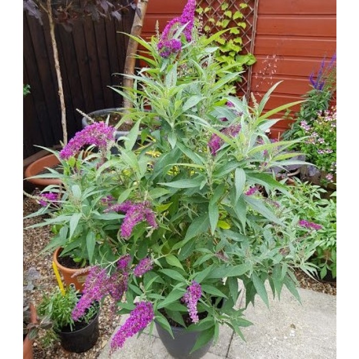 WINTER SALE - Buddleia davidii Butterfly Tower - Straight Up Buddleja