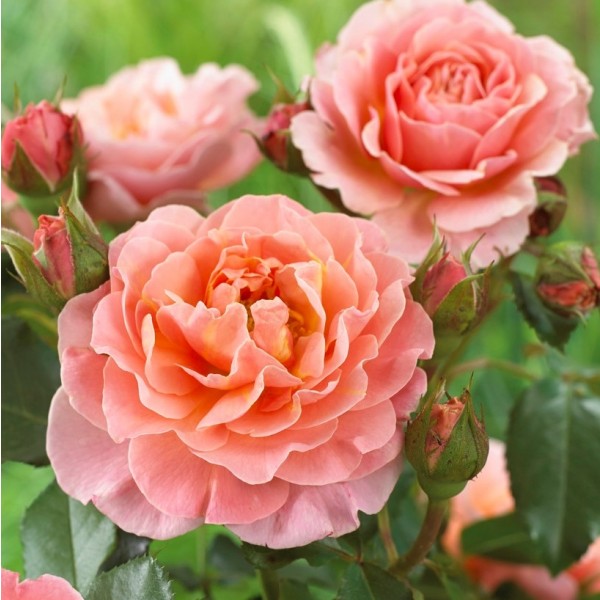 Page 4 | Gardening Express - Roses - Bush and Shrub Roses