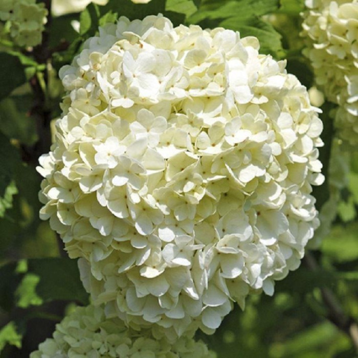 SNOW BALL TREE - Viburnum opulus roseum - Snowball Tree