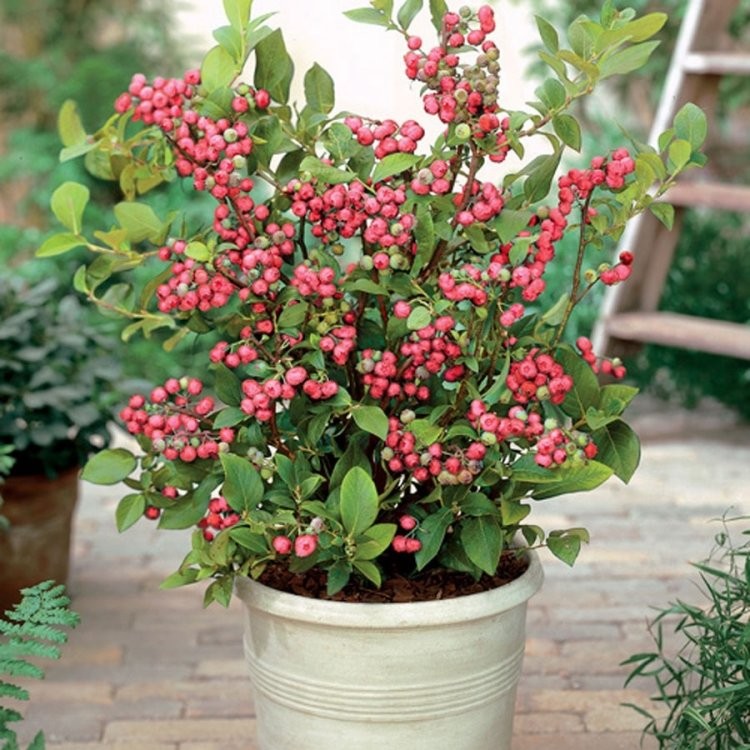 Blueberry Pink Lemonade - LARGE Plant - for the Patio or Garden - Pink ...