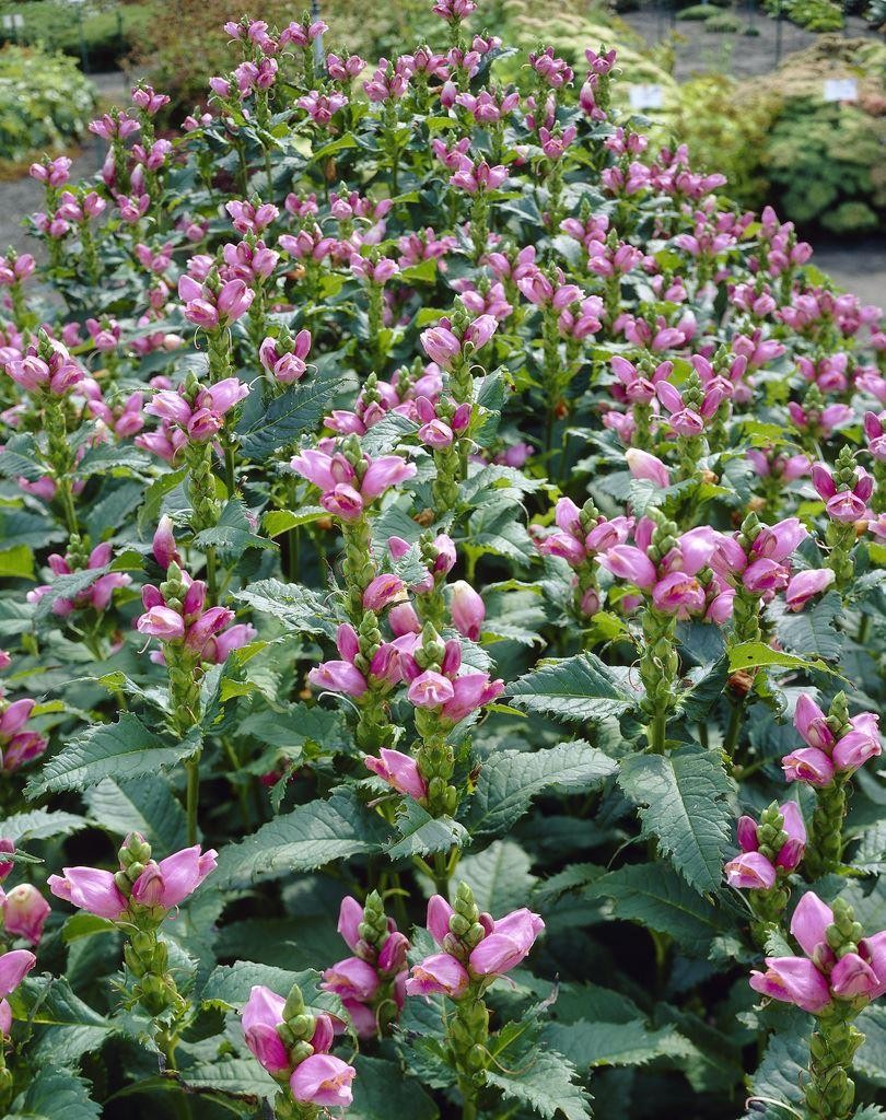 Chelone oblique - Turtle Head Flower