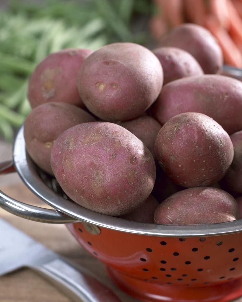 Maxine - Main Crop Seed Potatoes - Pack of 10