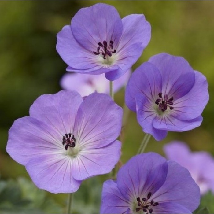 Geranium Rozanne - 'Jolly Bee' Hardy Geranium