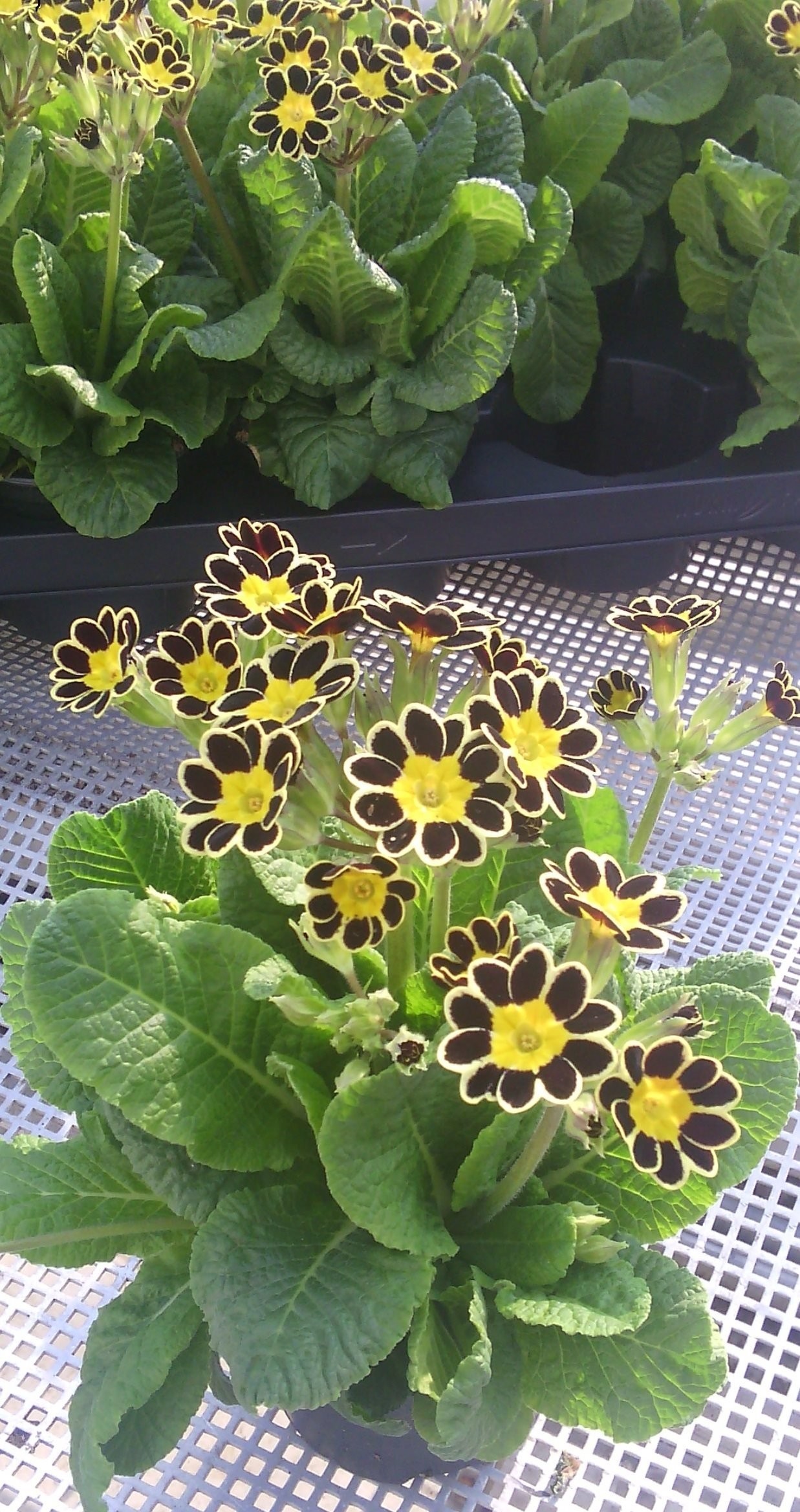 Primula Gold Lace - Gold Laced Polyanthus Plants