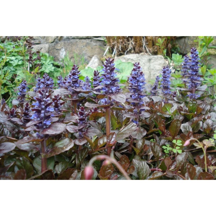 Ajuga reptans 'Braunhertz' - Evergreen Bugle Plant