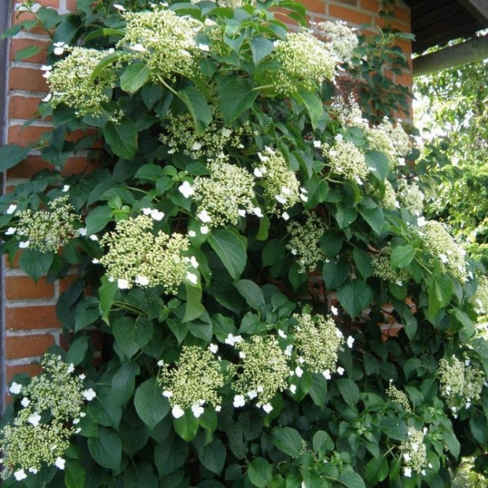 Climbing Hydrangea