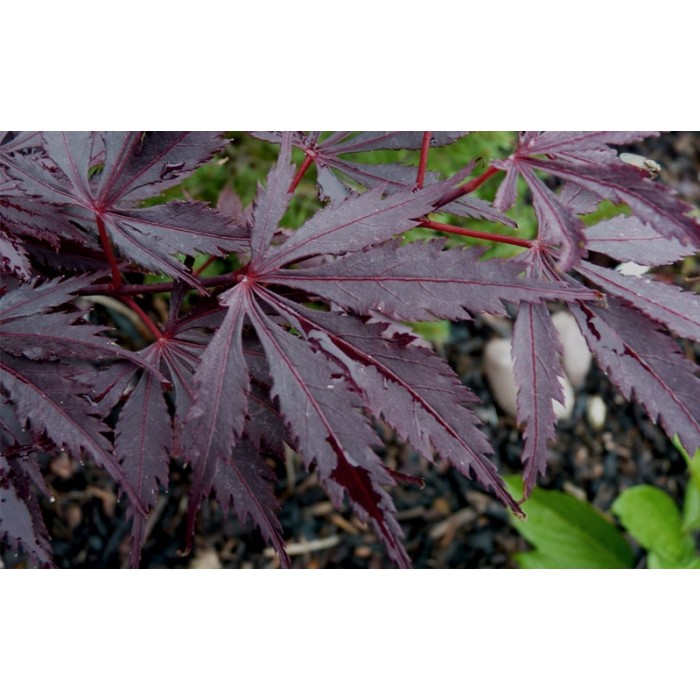Acer palmatum Black Lace - Japanese Maple - circa 60-80cm