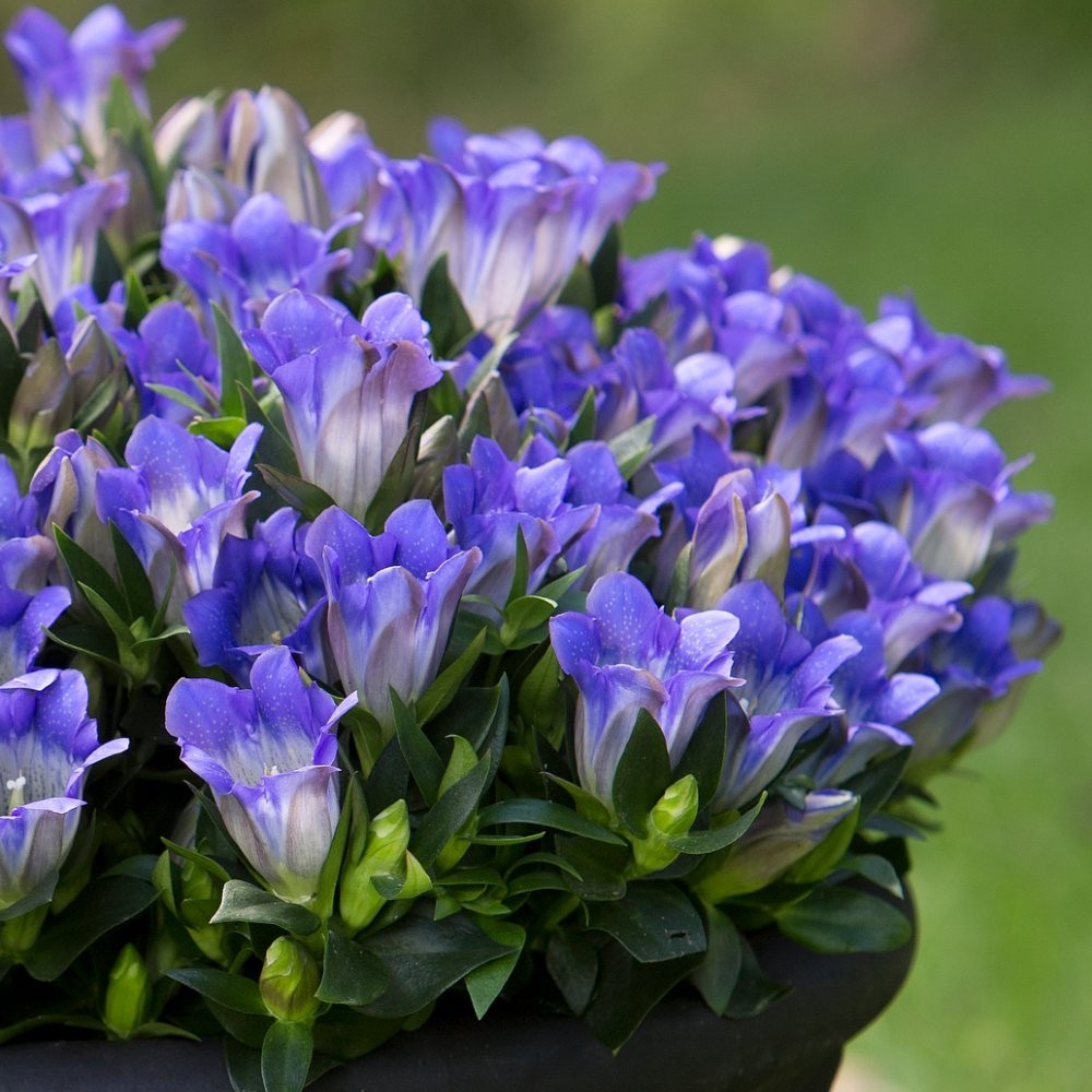 Gentiana scabra Blue Heart - Gentian