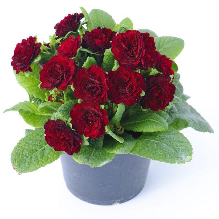 Primula belarina Valentine - Sumptuous Double Red Perennial Primrose