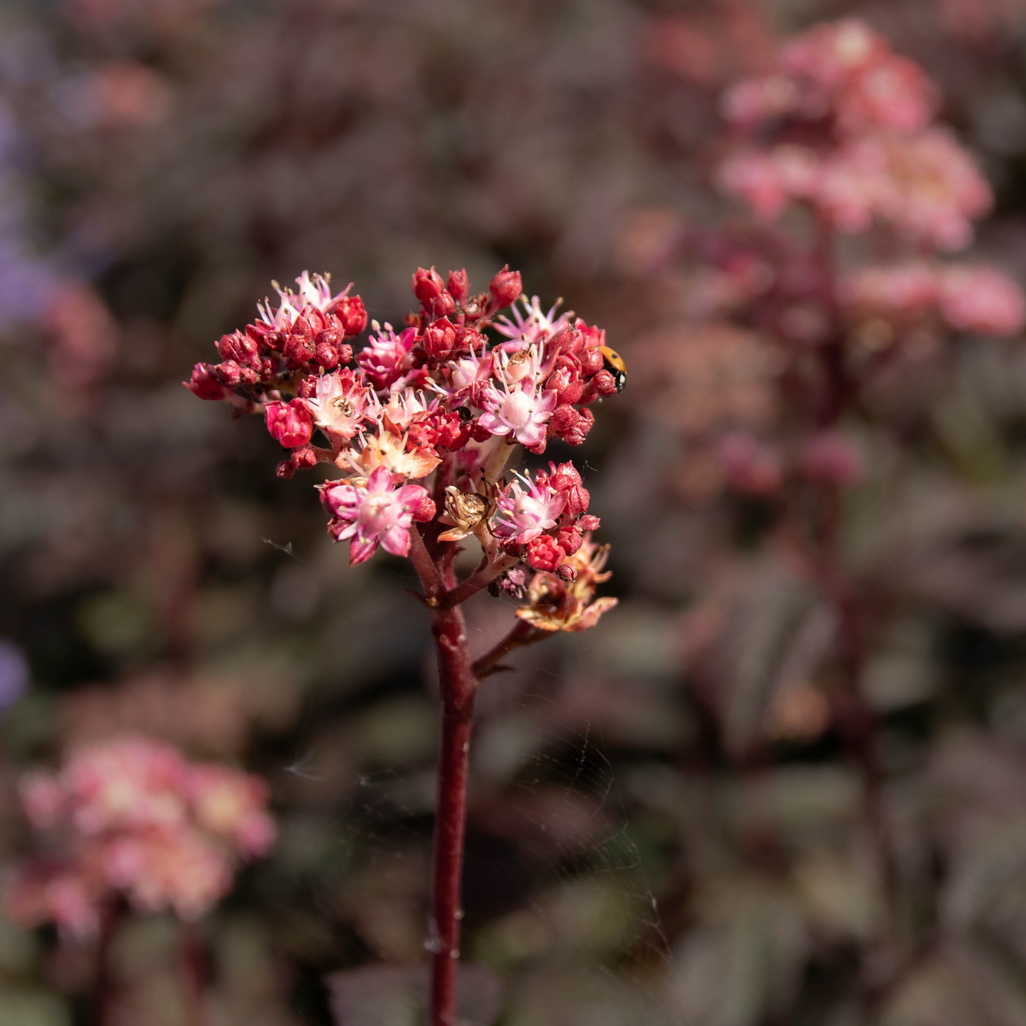Rodgersia Bronze Peacock