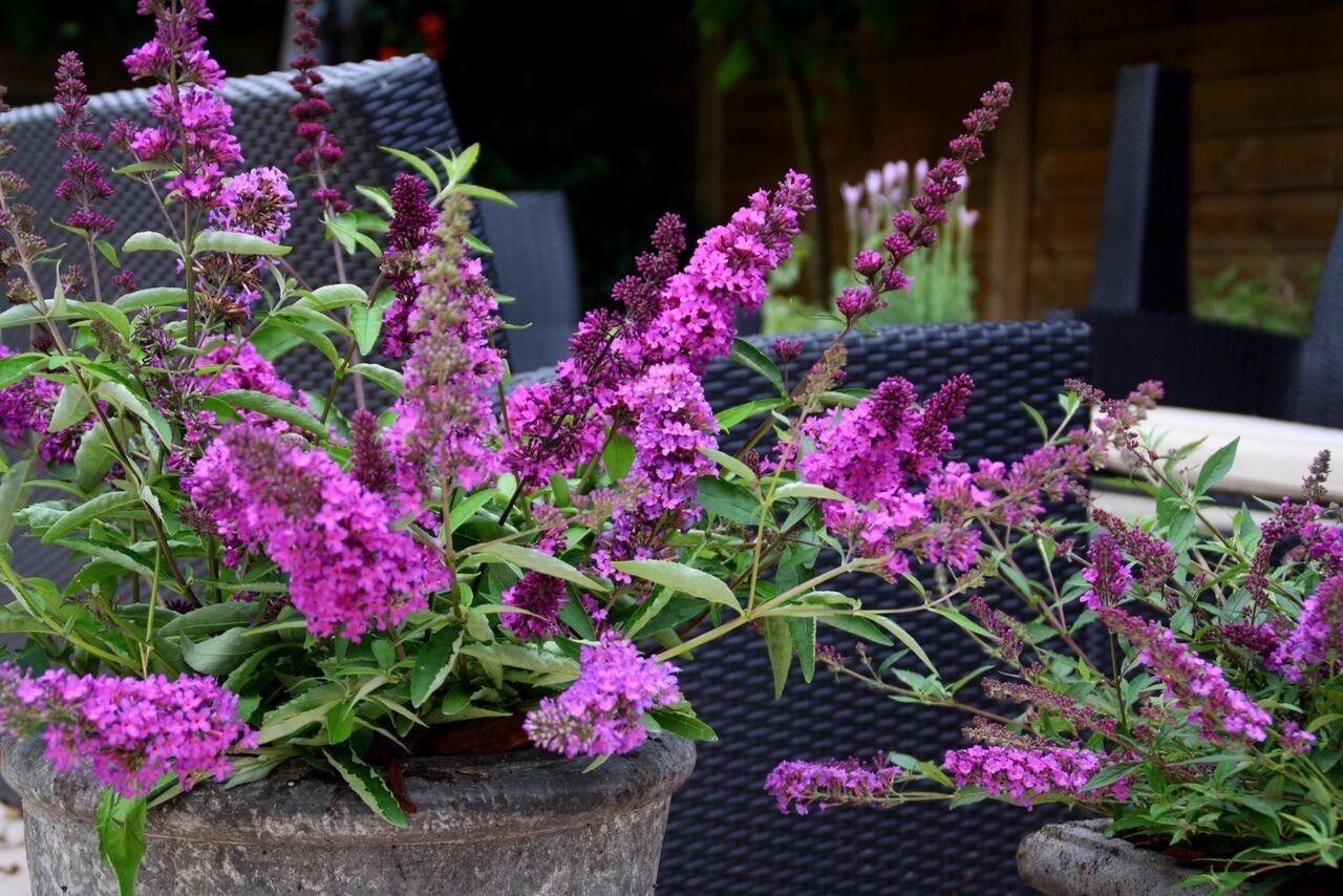 Buddleia Flutterby Petite Tutti Fruitti Pink - Dwarf Buddleja