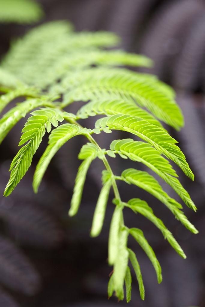 Albizia julibrissin Summer Chocolate - Purple Silk Tree Albizzia ...