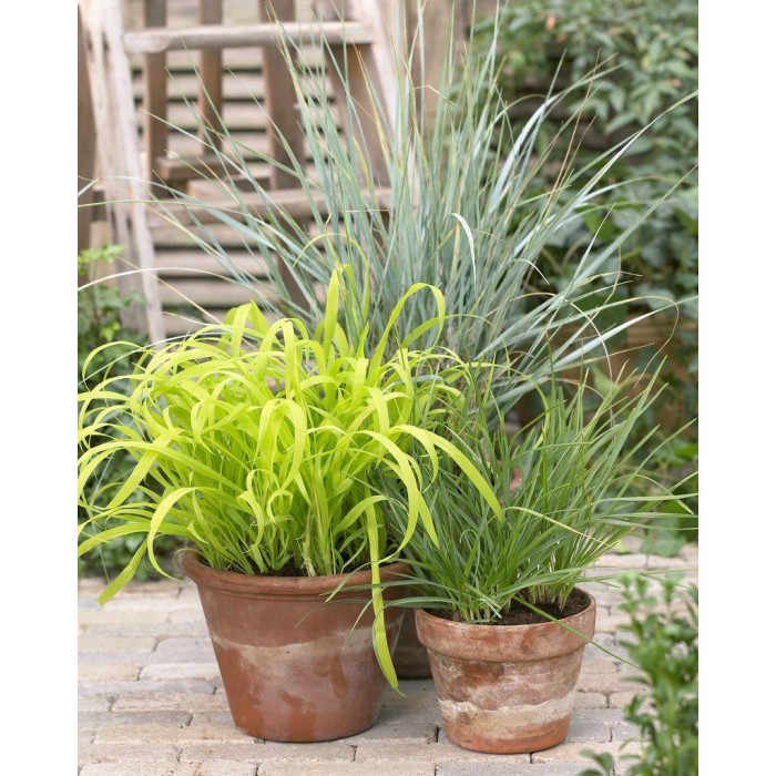 Gorgeous Grasses Collection - FIVE Different Ornamental Grasses